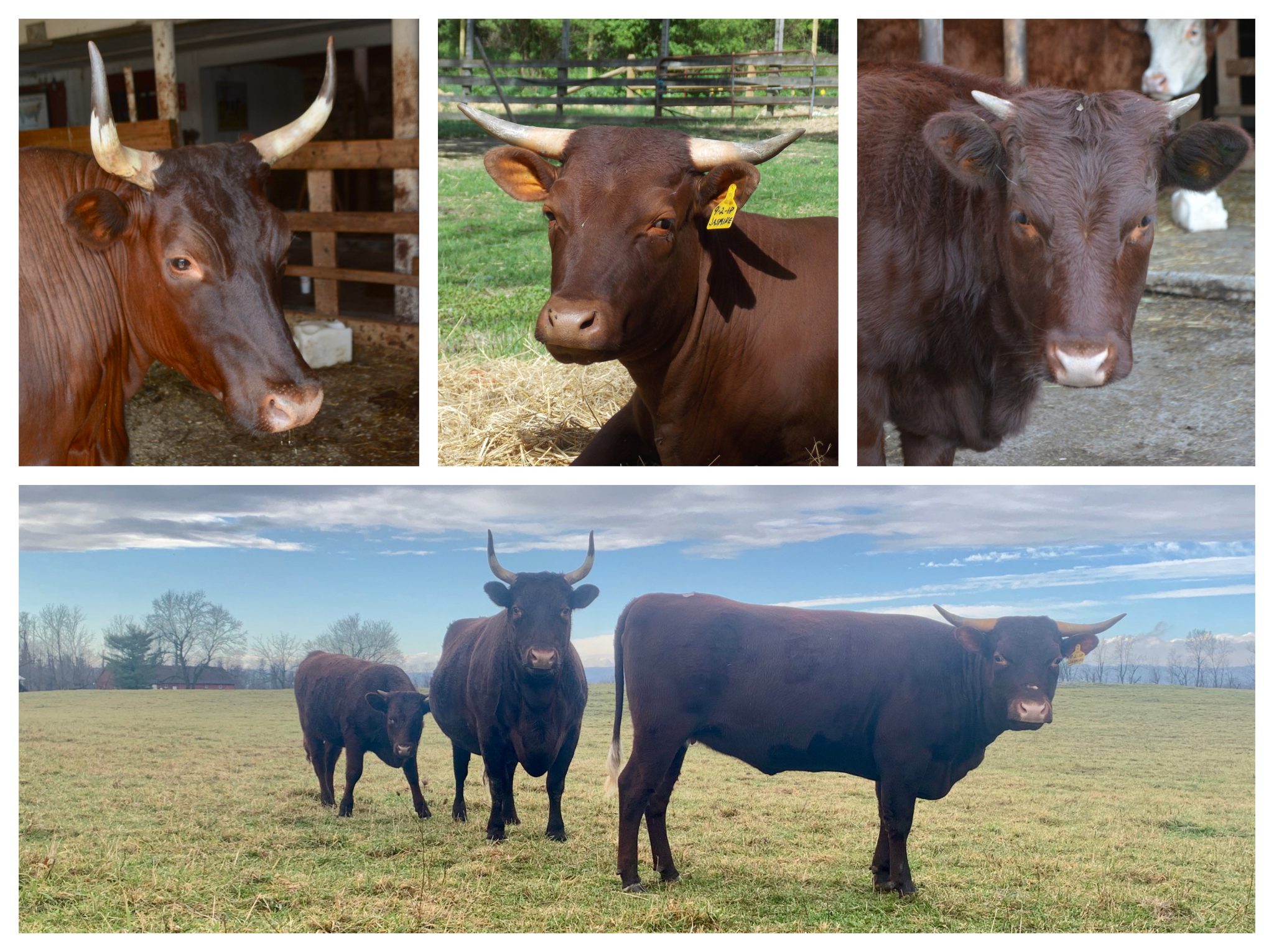 Heritage Breed Livestock – Stony Kill Foundation